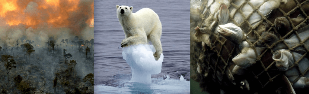 What does it mean to Conserve? | Conserve