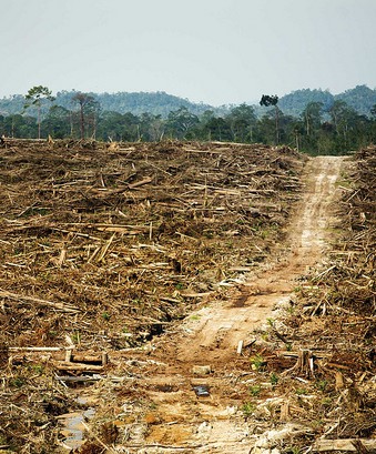 6 ways Brazil is saving the Amazon | Conserve