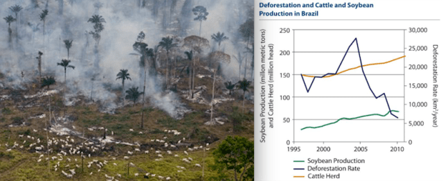 6 ways Brazil is saving the Amazon | Conserve