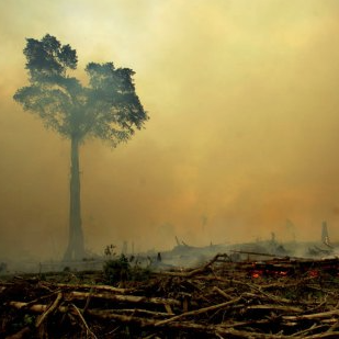 Why is Indonesia on fire, and what can you do to help? | Conserve