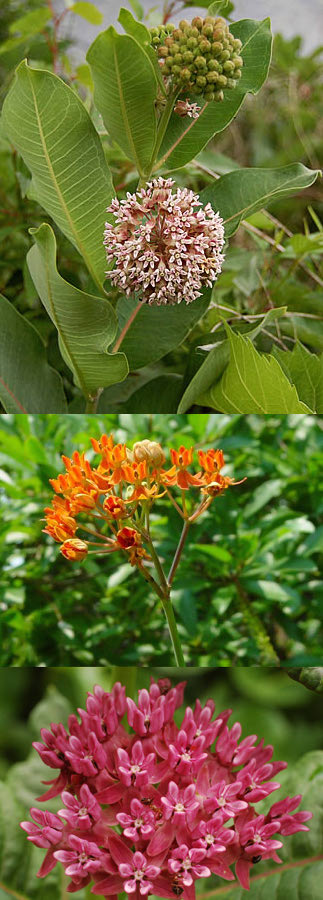 The monarch butterfly’s highway to recovery | Conserve
