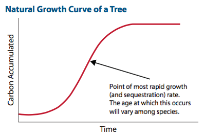 Are some forests better than others at mitigating climate change ...
