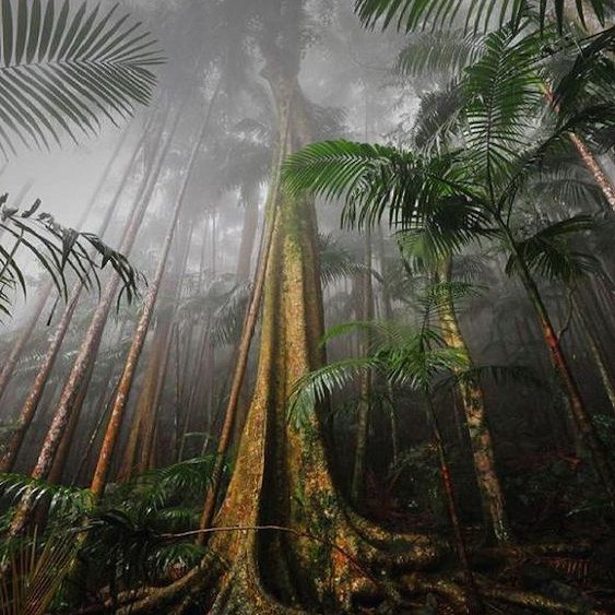 Are some forests better than others at mitigating climate change ...