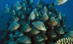 How the world can stop overfishing – A case study of U.S. fishery ...