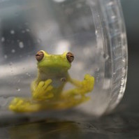 Frogs and the chytrid fungus – What is the best way to control wildlife ...