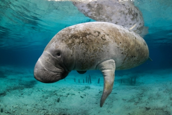 9 conservation success stories made possible by flagship species | Conserve