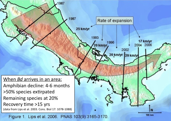 Frogs and the chytrid fungus – What is the best way to control wildlife ...