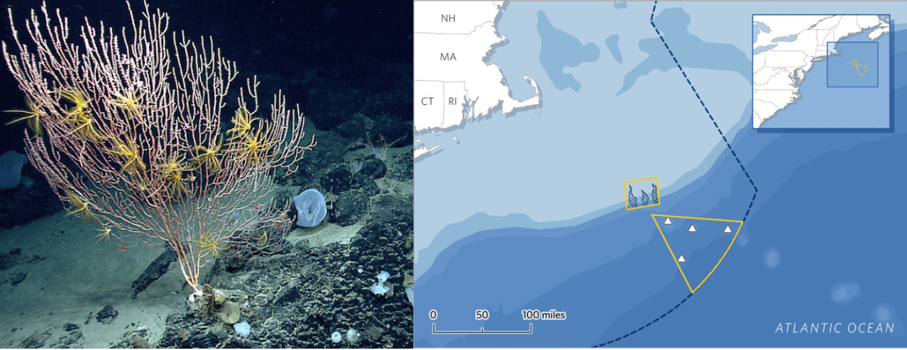 a-bamboo-coral-is-attached-to-sea-floor-of-mytilus-seamount-8000-ft ...