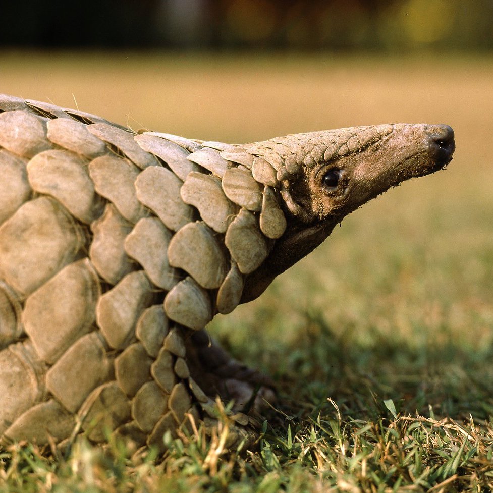 Protecting the pangolin – Can name recognition save species? | Conserve